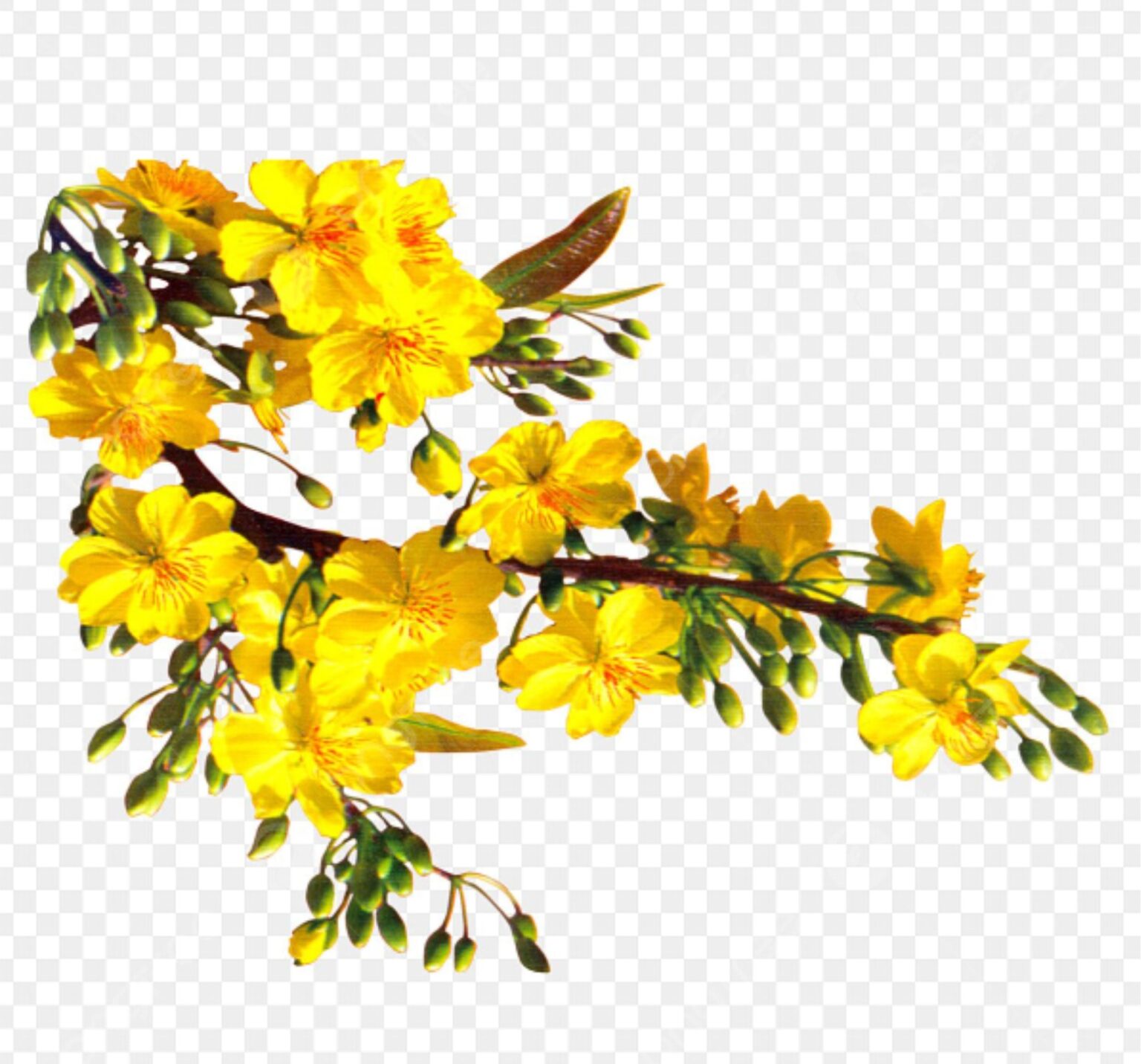 Hoa Mai Vector - Vector Cành Mai Tải Miễn Phí file CDR, AI, EPS