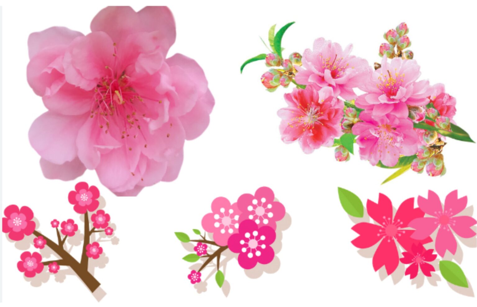 Hoa Đào Vector - Tải 500+ Mẫu Vector Cành Đào 2025 file Corel AI, CRD ...